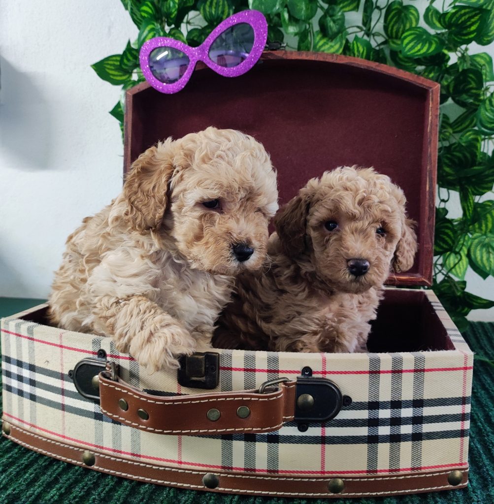 Barboncini nani - Allevamento Cani regina