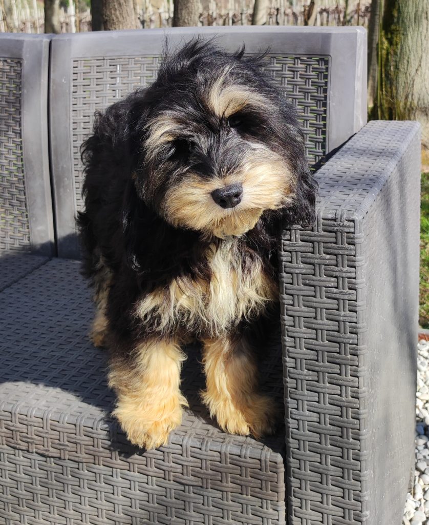 Franz tricolor cockapoo - Allevamento Cani regina